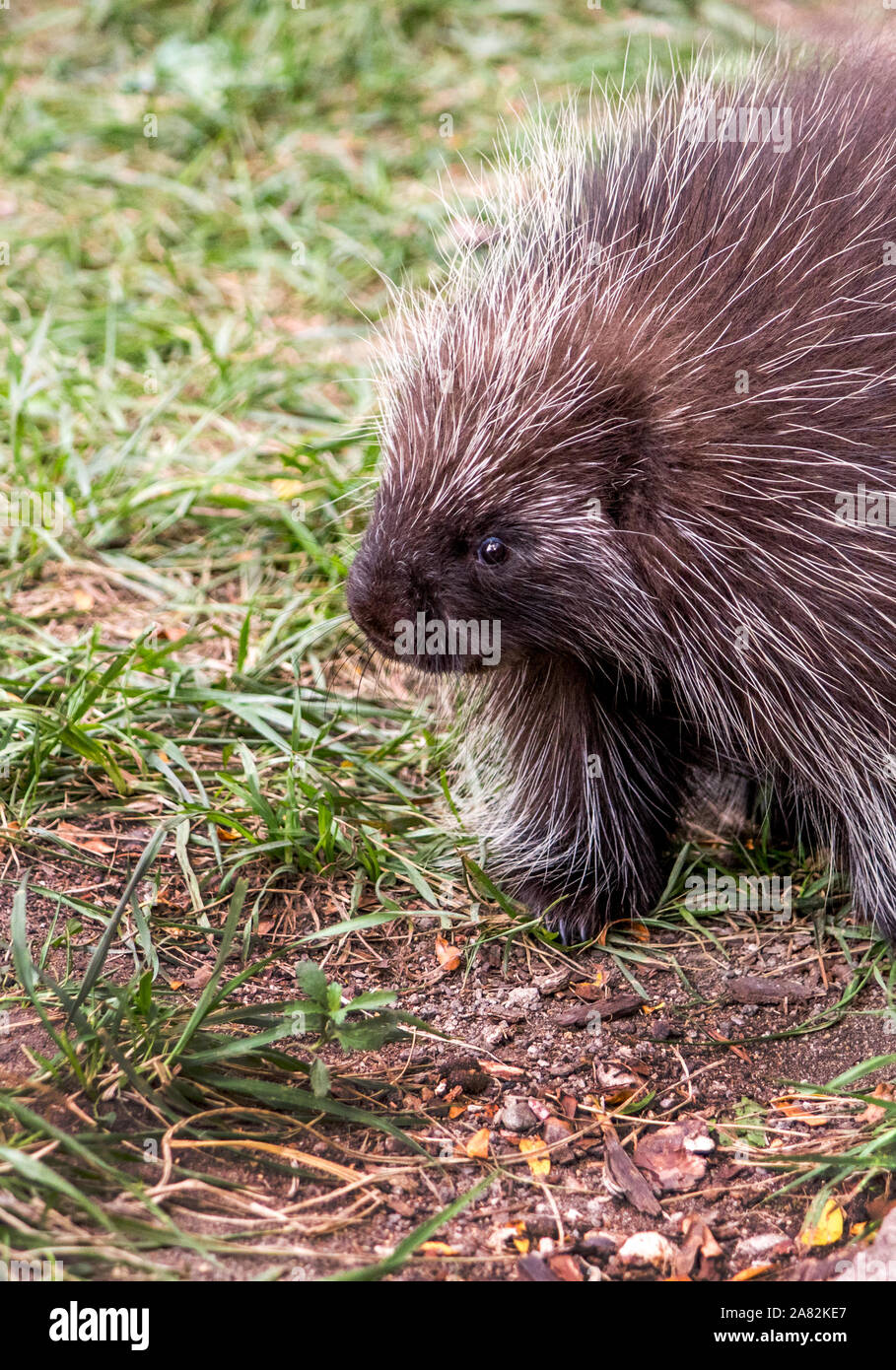 Spike spikes spiky spiked hi-res stock photography and images - Alamy