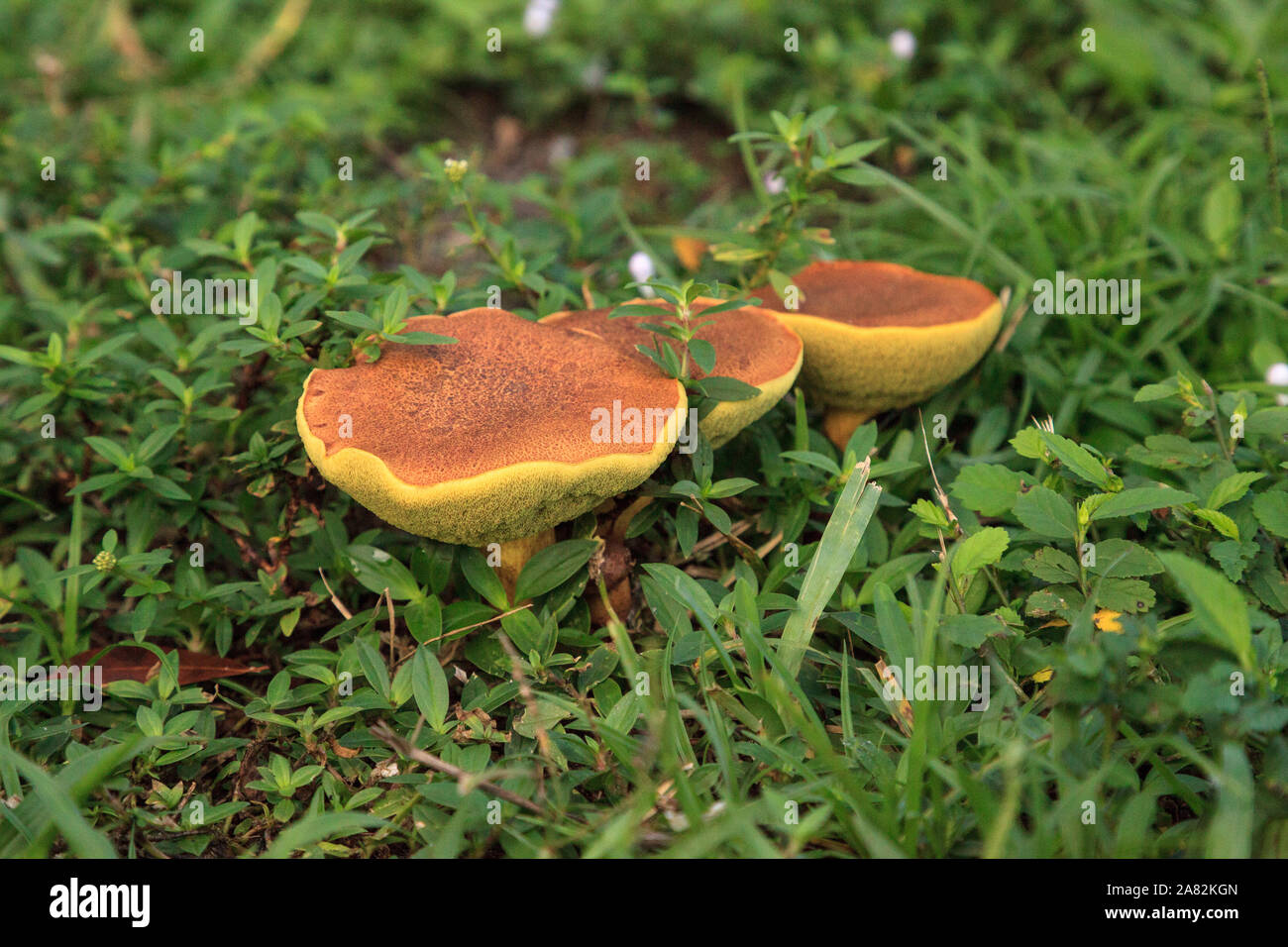 Xerocomus illudens mushrooms, a bolete fungus, grown in thick green ...