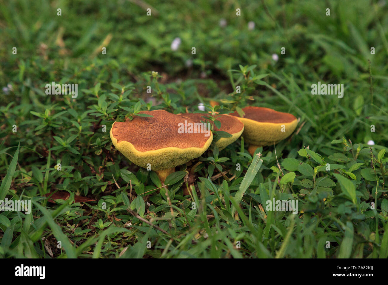 Xerocomus illudens hi-res stock photography and images - Alamy