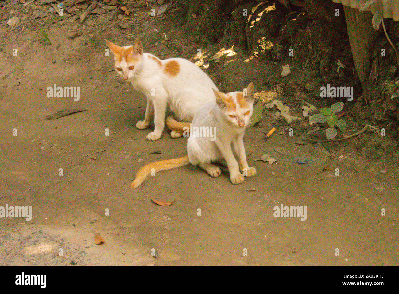 Twin white cats or a pair of cats or kitten sitting together on village ...