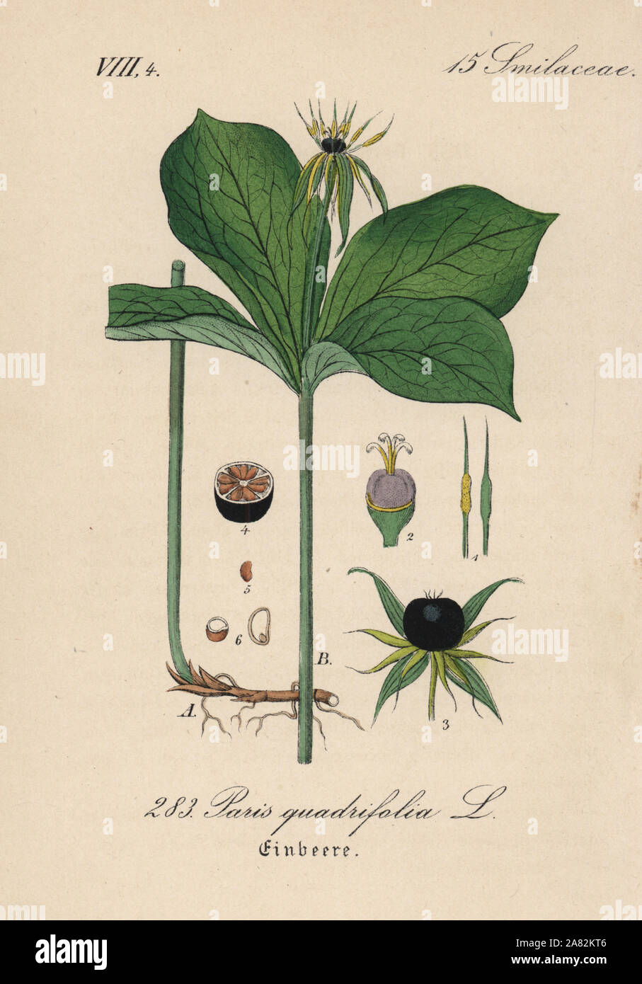 Herb Paris, Paris quadrifolia. Handcoloured lithograph from Diederich ...