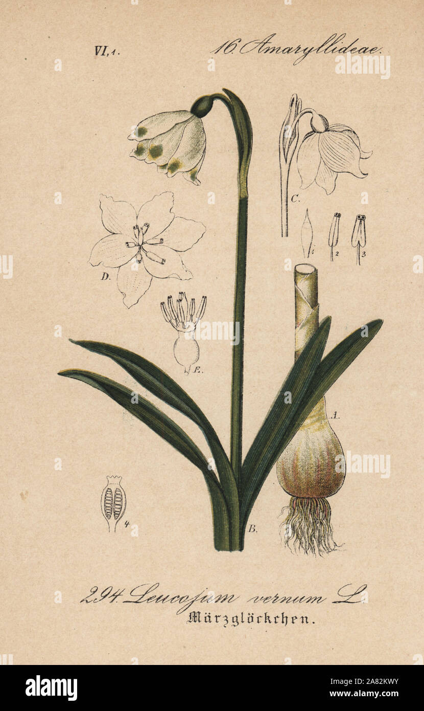Spring snowflake, Leucojum vernum. Handcoloured lithograph from ...