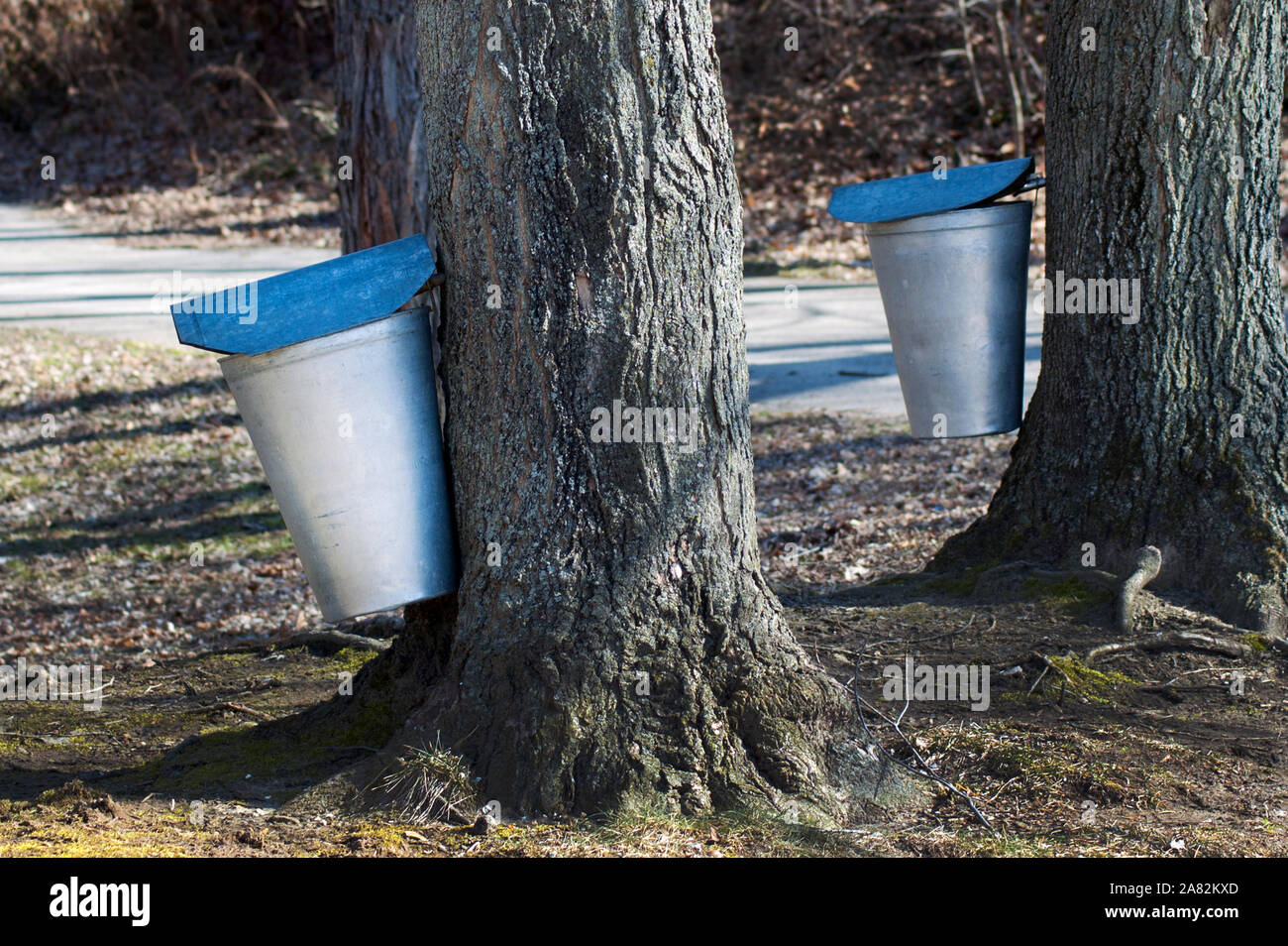 Collection of maple syrup hi-res stock photography and images - Alamy