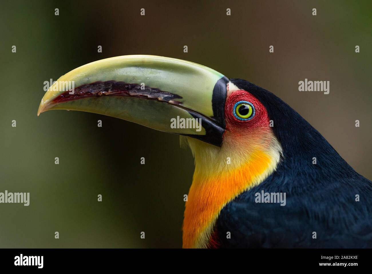 A Red-breasted Toucan (Ramphastos dicolorus) from the Atlantic ...
