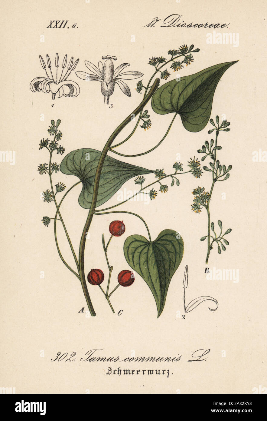 Black bryony, Tamus communis. Handcoloured lithograph from Diederich ...