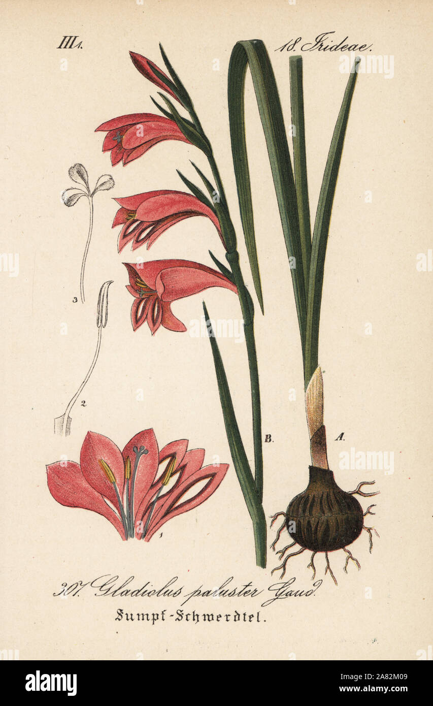 Gladiolus paluster hi-res stock photography and images - Alamy