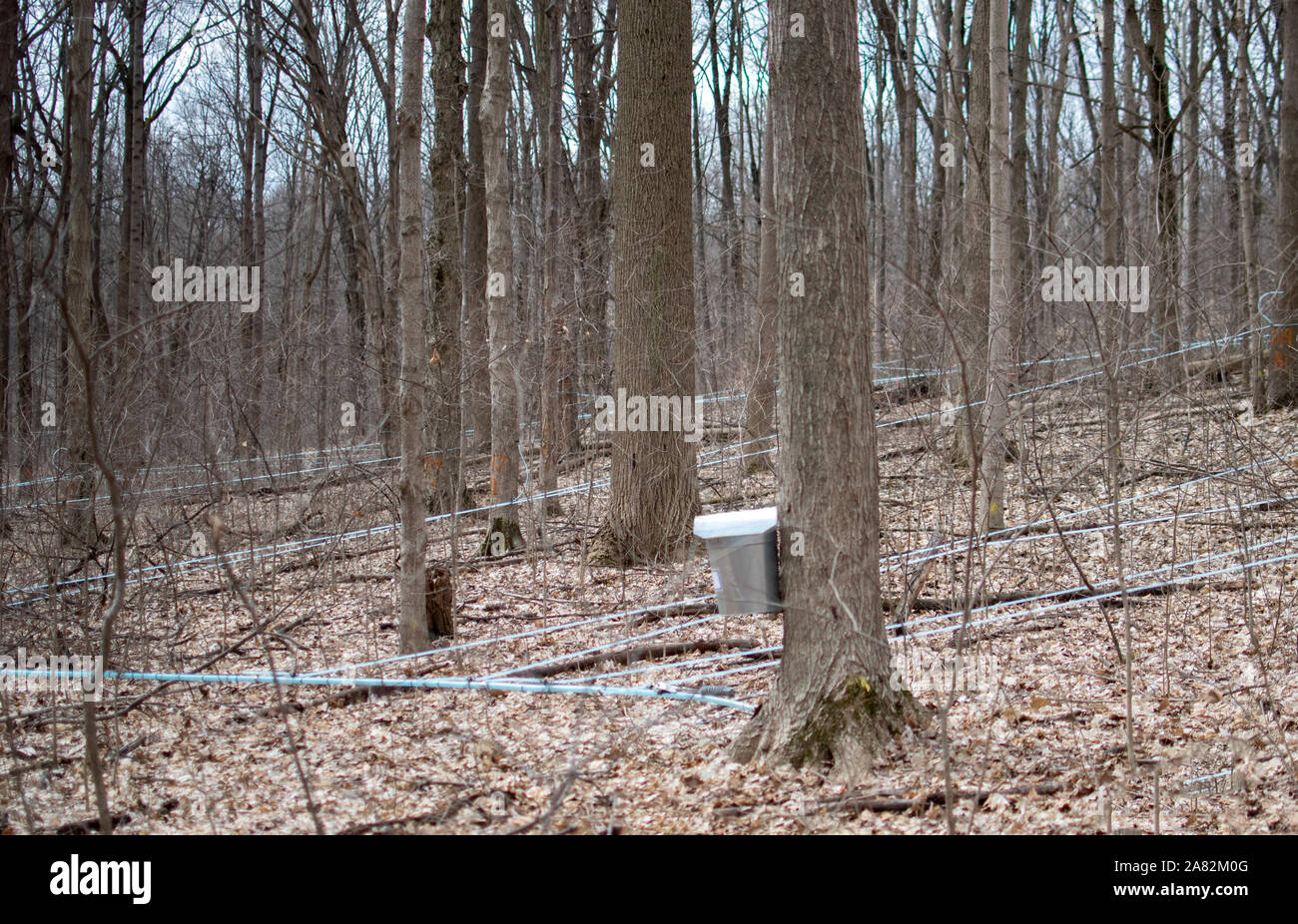 blue tubes and metal pails collect sap from maple trees, and gravity ...