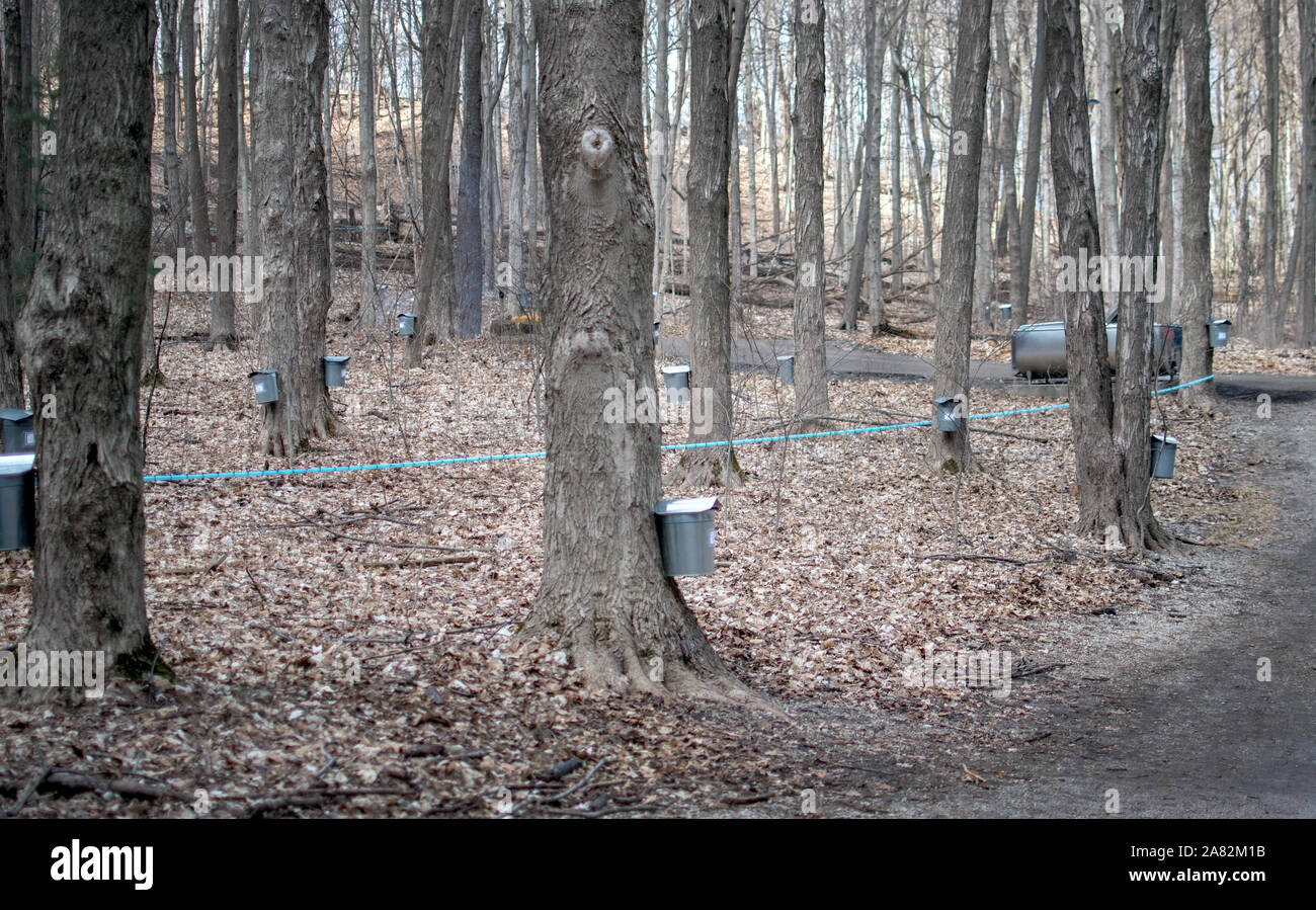 Bendix woods in Indiana, collects sap from maple trees by bucket and by ...