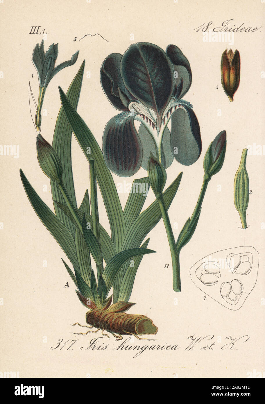 Iris aphylla hi-res stock photography and images - Alamy