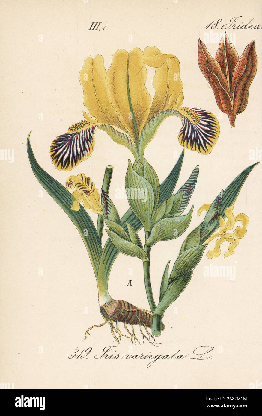 Hungarian iris, Iris variegata. Handcoloured lithograph from Diederich ...