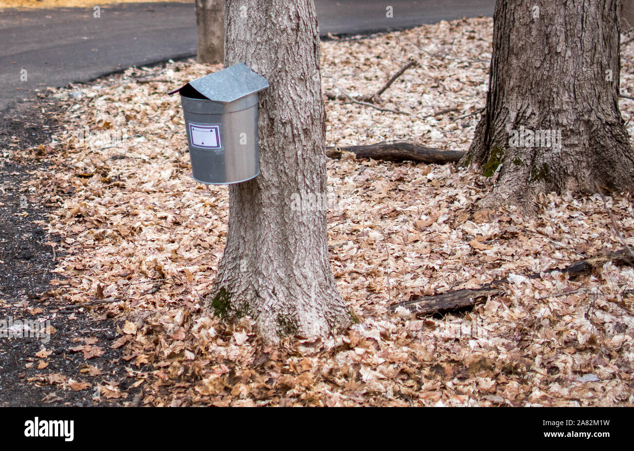 pails with toppers to keep out falling leaves, collect maple sap for ...