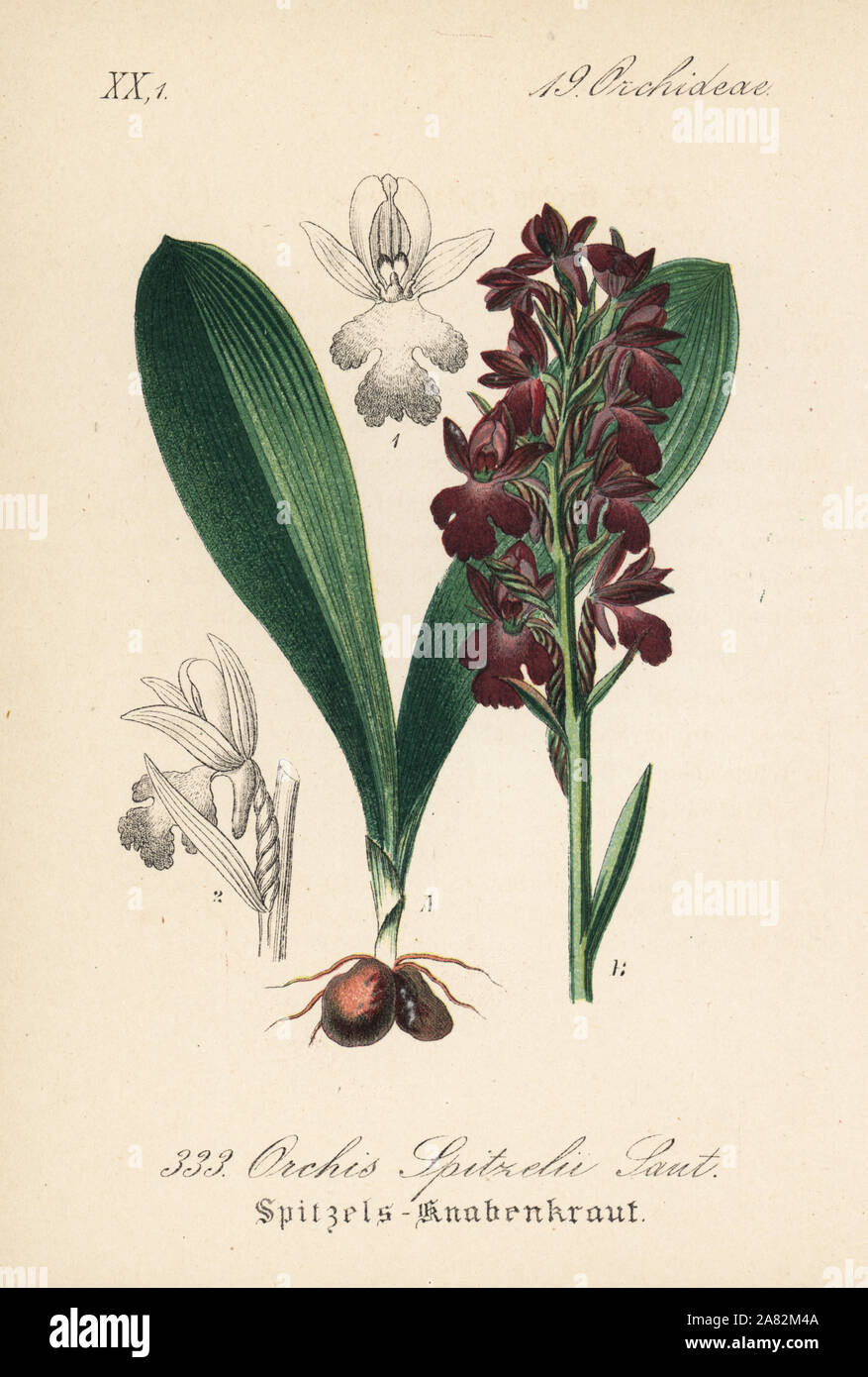 Spitzel's orchid, Orchis spitzelii. Handcoloured lithograph from ...