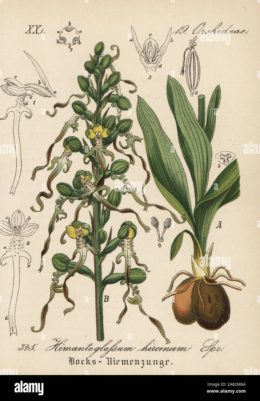 Lizard orchid, Himantoglossum hircunum. Handcoloured lithograph from ...