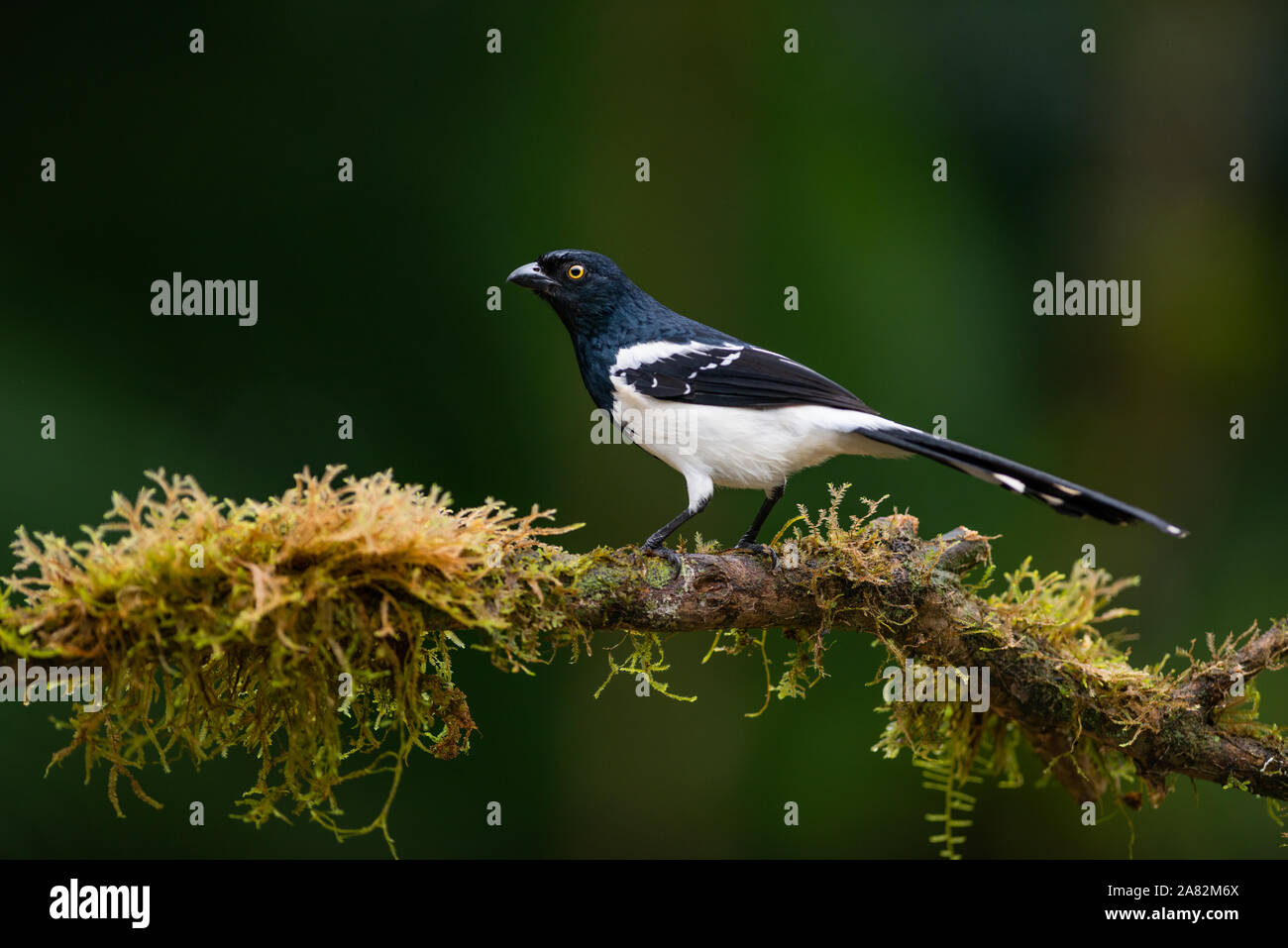 A Magpie Tanager (Cissopis leveriana) from the Atlantic Rainforest ...