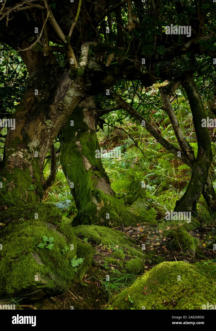 Killarney National Forest High Resolution Stock Photography and Images ...