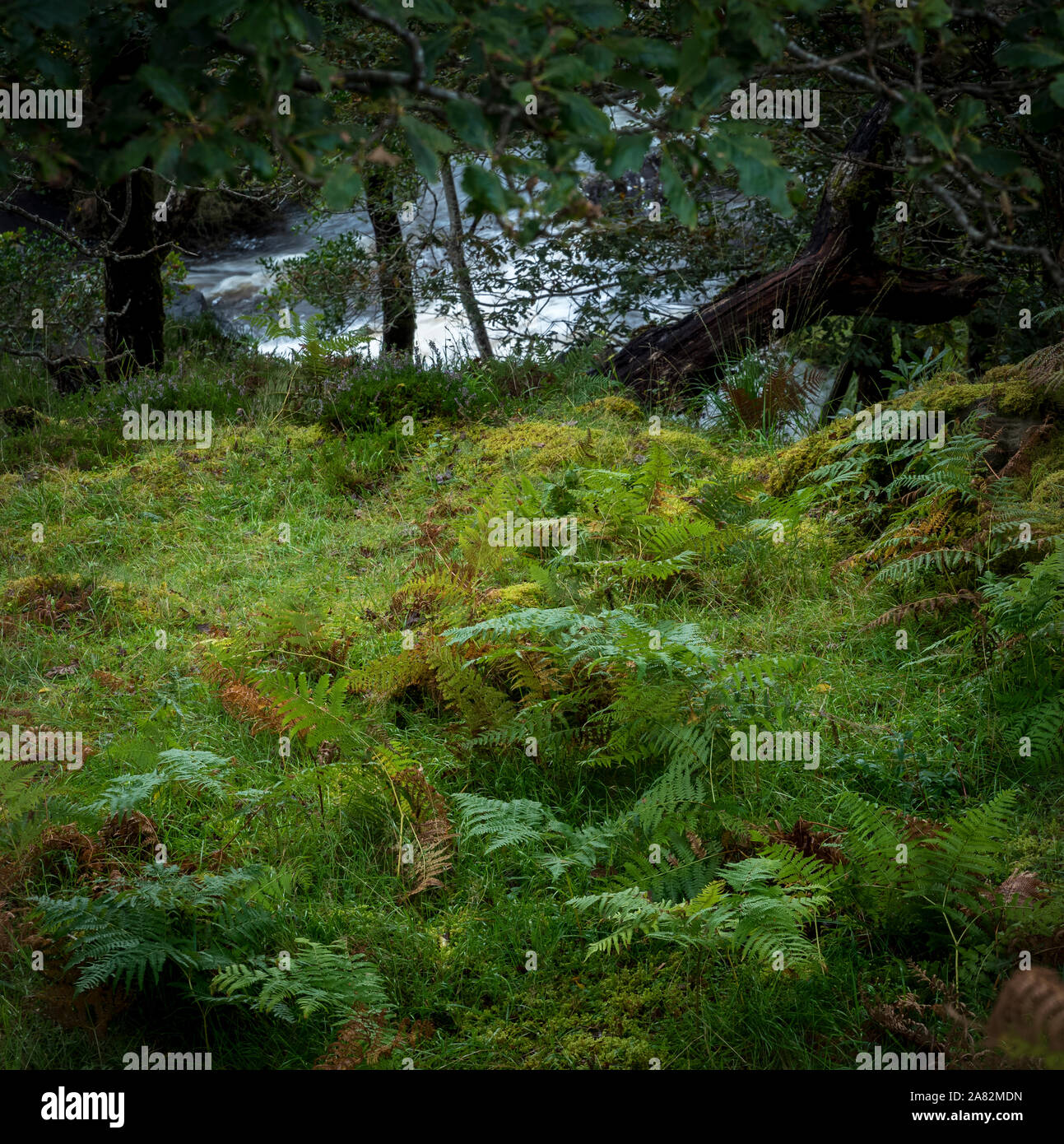 OLD KENMARE ROAD KILLARNEY NATIONAL FOREST COUNTY KERRY IRELAND Stock ...