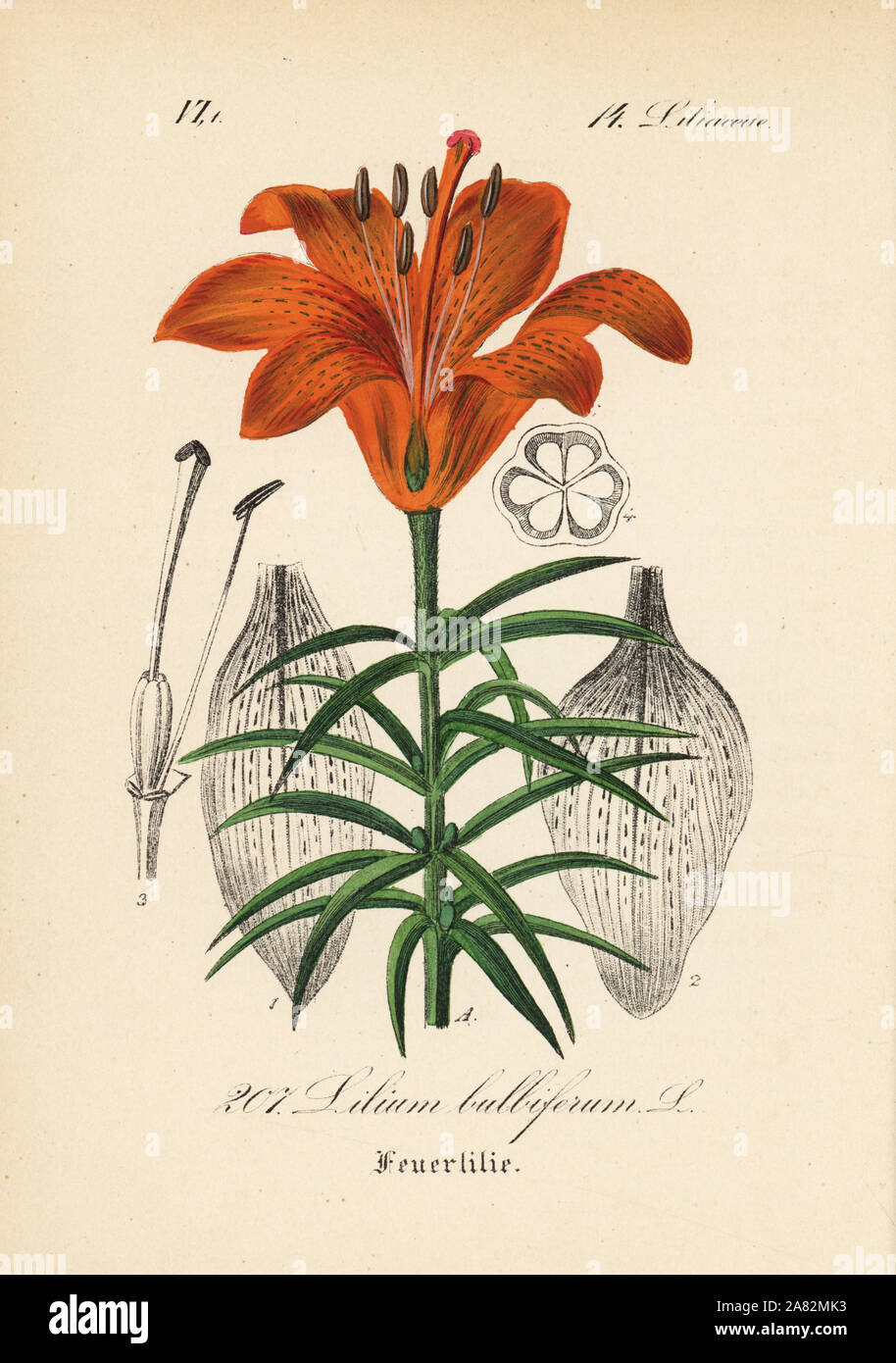Orange lily or fire lily, Lilium bulbiferum. Handcoloured lithograph ...