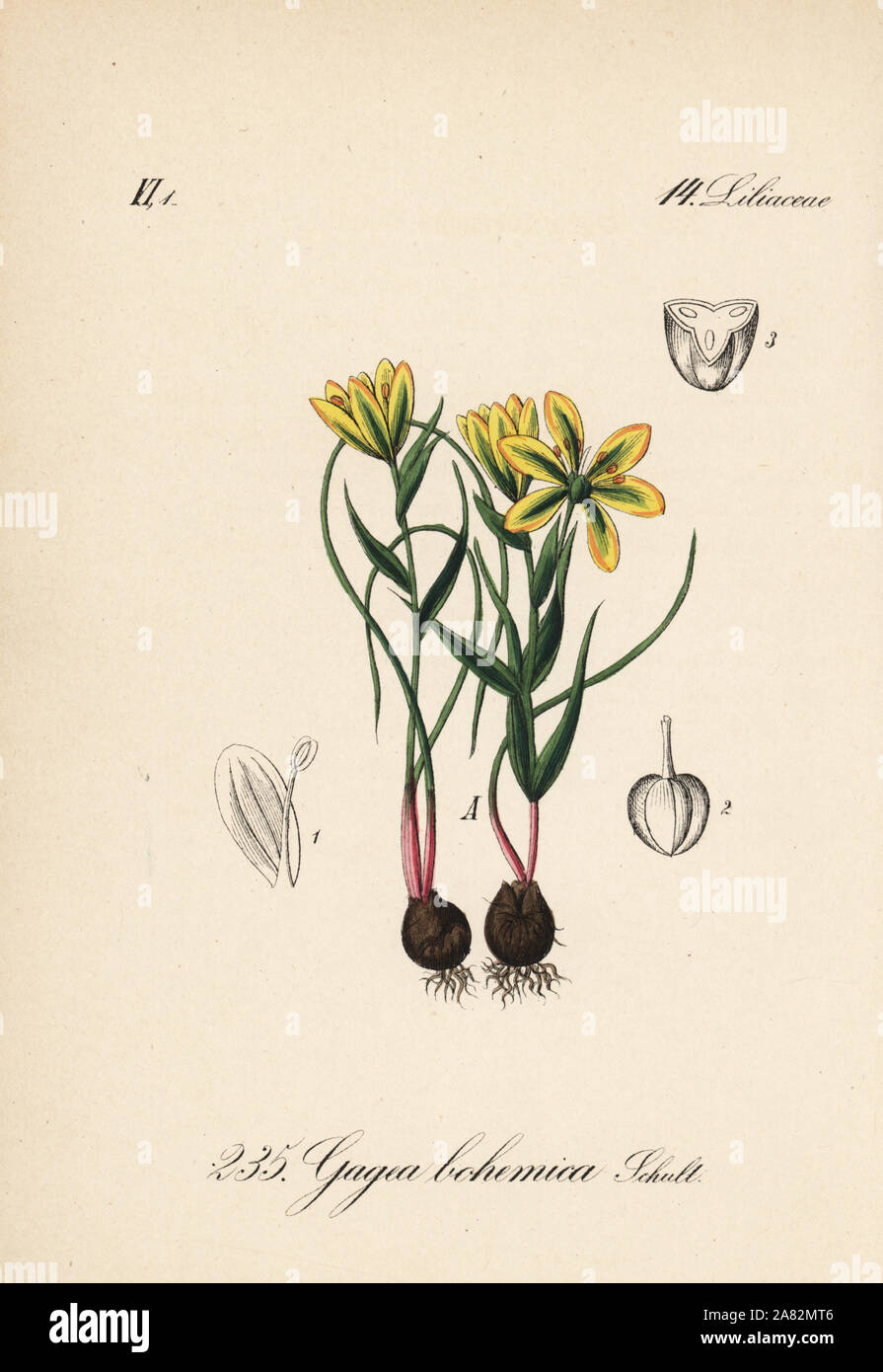 Early Star-of-Bethlehem, Gagea bohemica. Handcoloured lithograph from ...