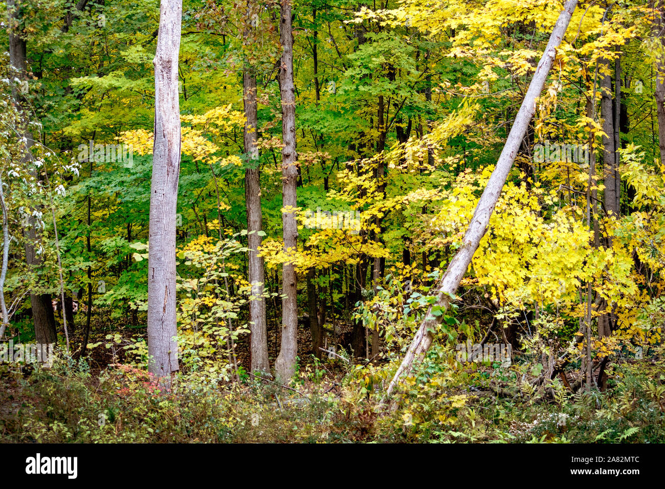 Change color tones hi-res stock photography and images - Alamy