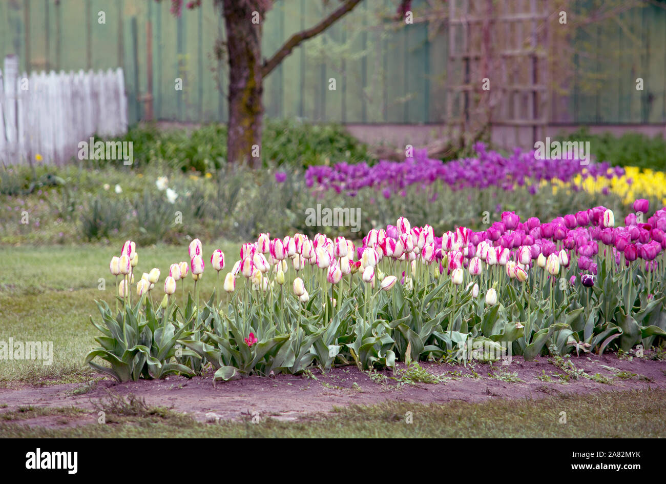 Yard Of Tulips High Resolution Stock Photography and Images - Alamy