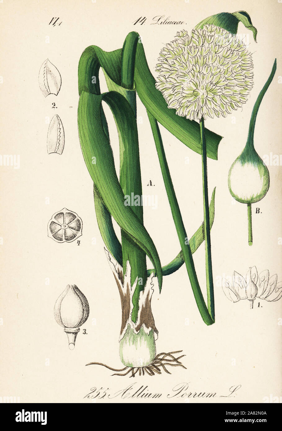 Wild leek, Allium ampeloprasum (Allium porrum). Handcoloured lithograph ...