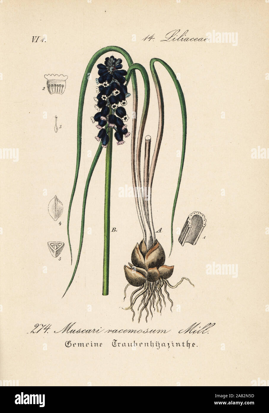 Grape hyacinth, Muscari racemosum. Handcoloured lithograph from ...
