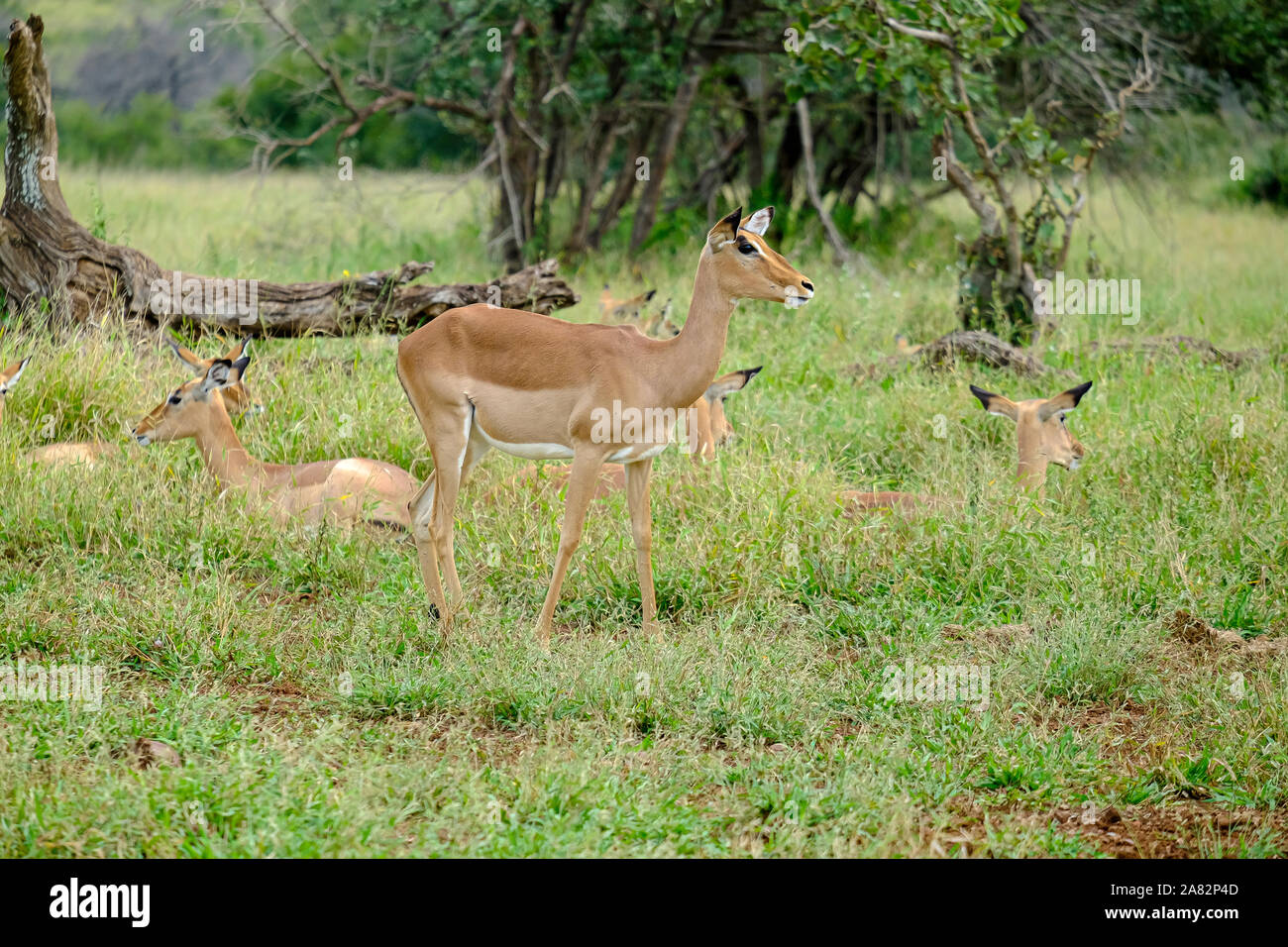 Group of female impalas in the wild Stock Photo - Alamy