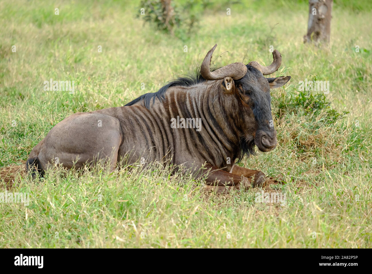 African wildebeest hi-res stock photography and images - Alamy