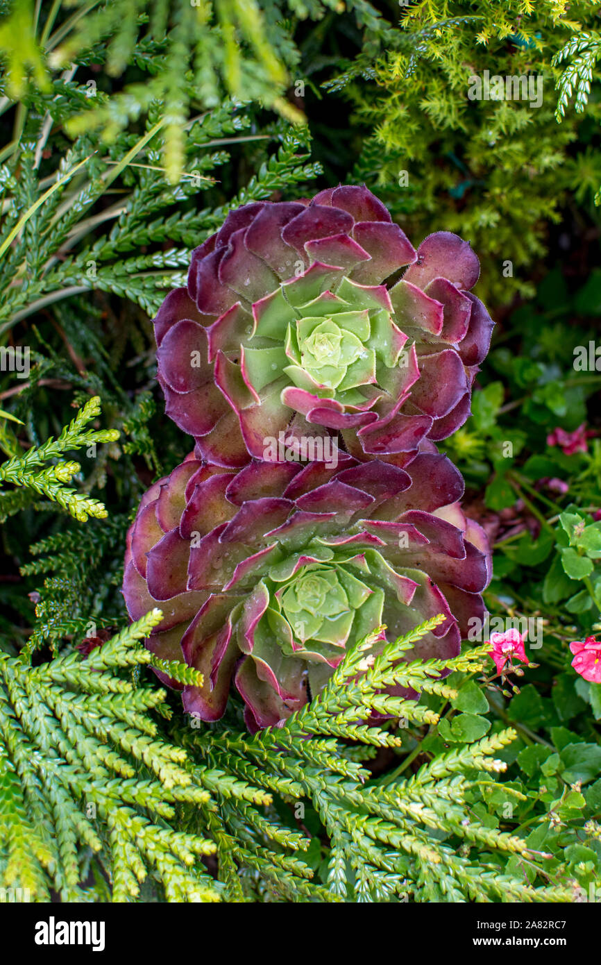 Beautiful decorative cabbage plants grow in a pretty fall garden in ...