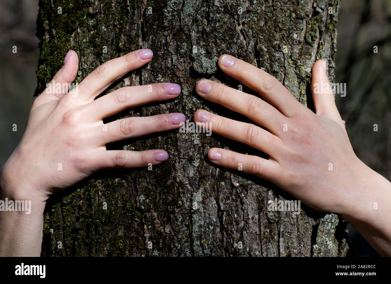 Close-up of Woman's Hands embracing a Tree Trunk in the Forest. Tree ...