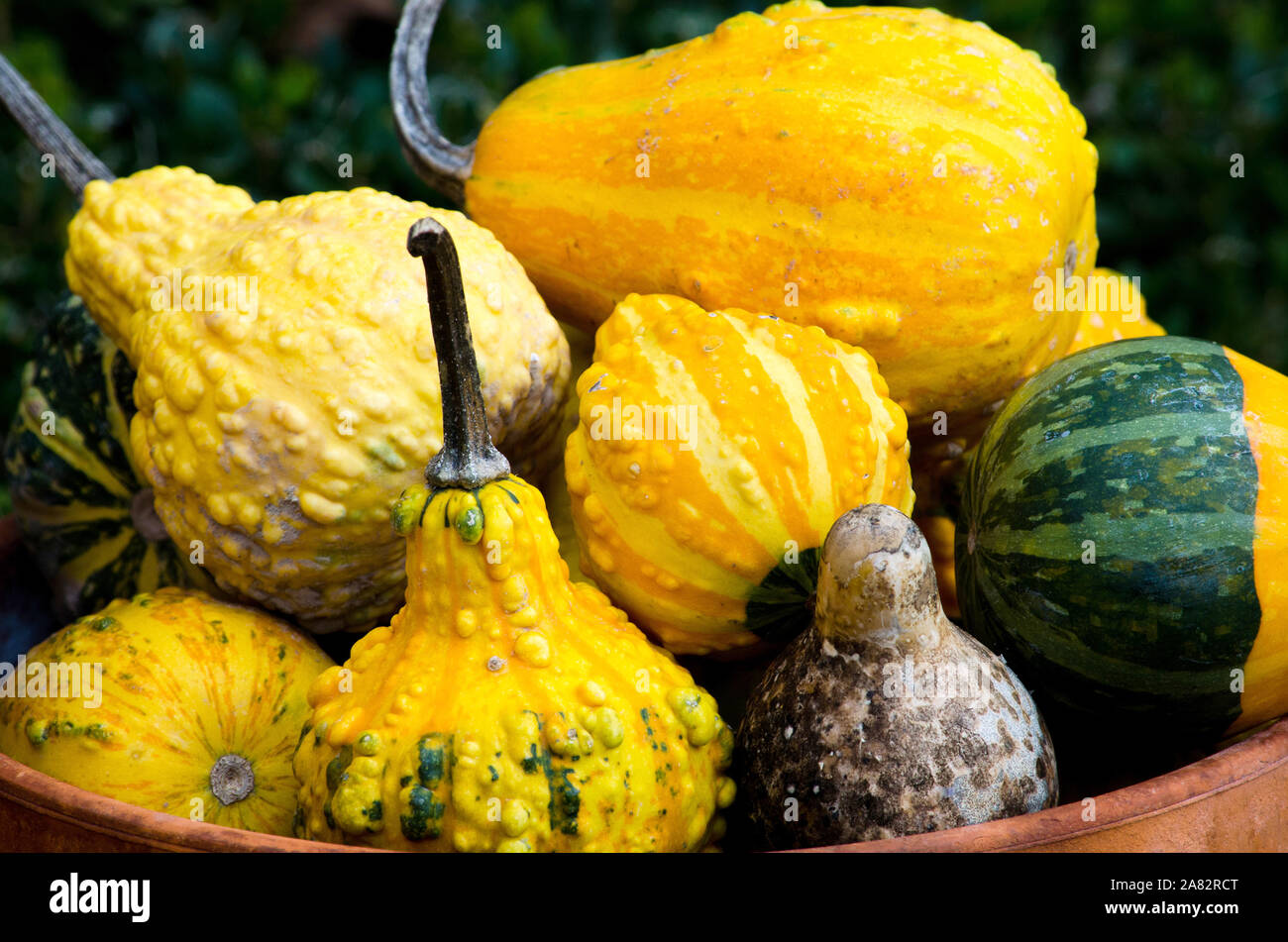Bumpy gourds hi-res stock photography and images - Alamy