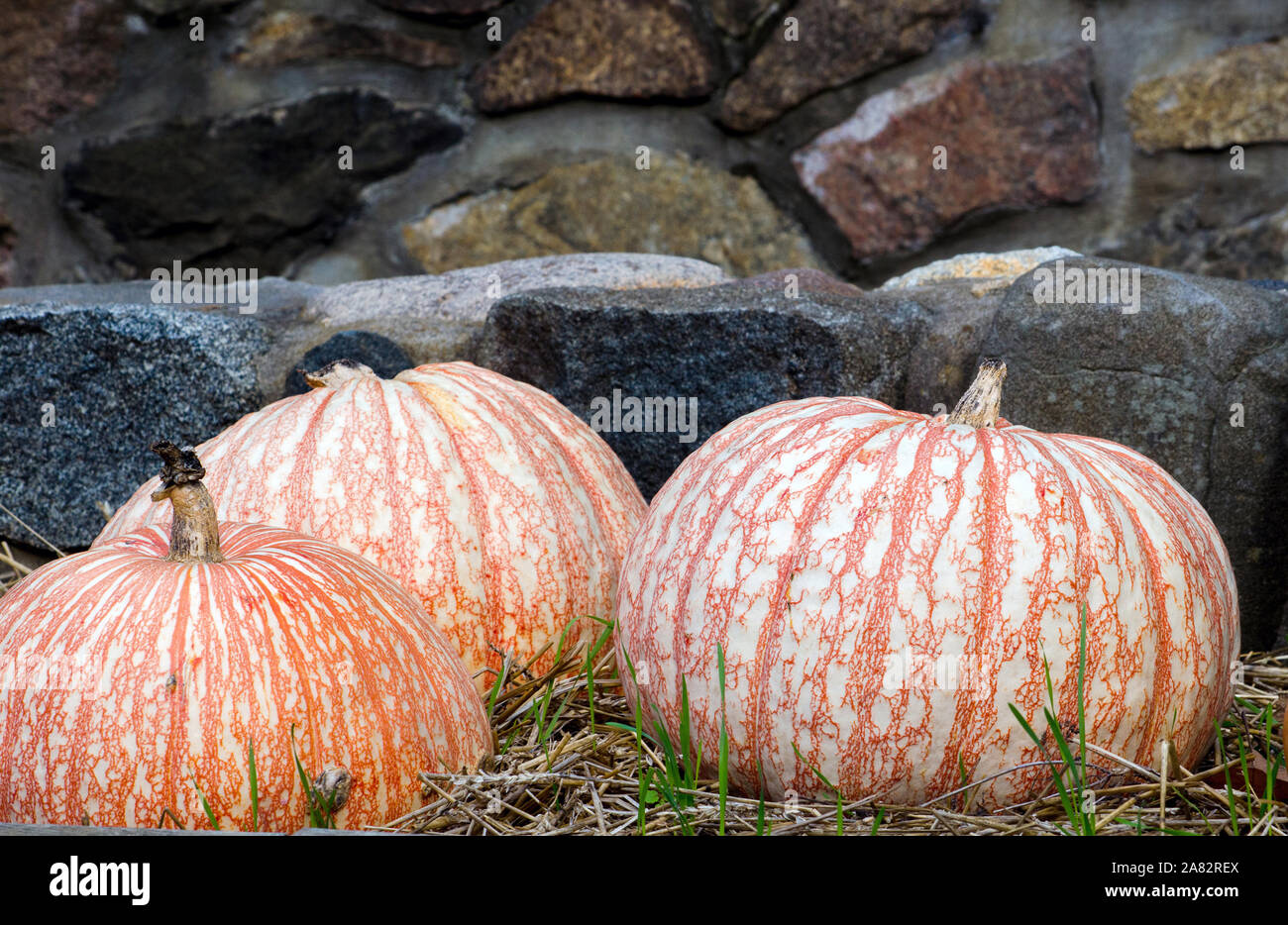 decorative pumpkins and stone wall Stock Photo - Alamy