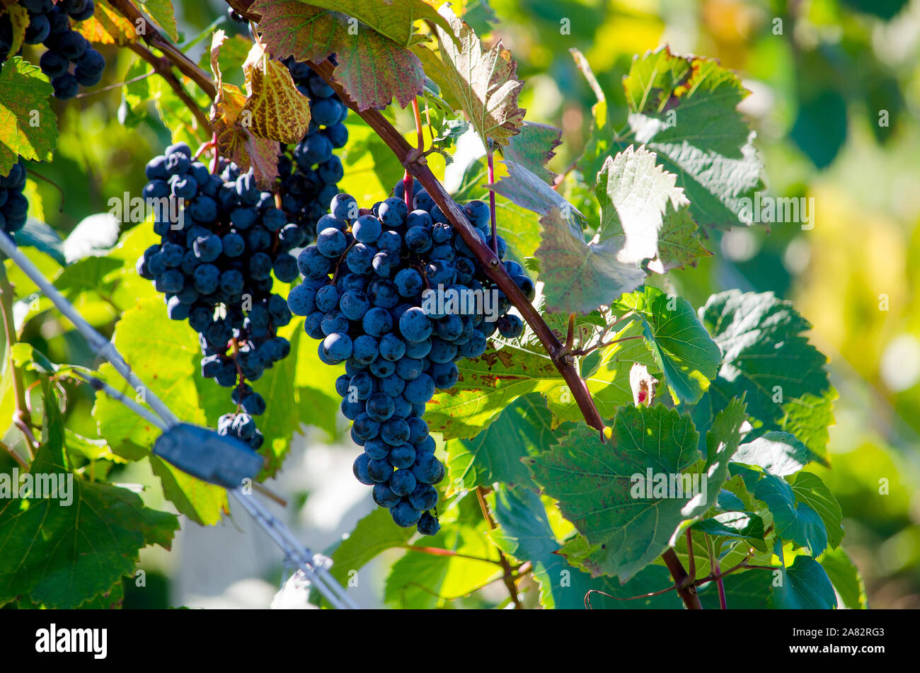 deep purple grapes at a winery Stock Photo - Alamy