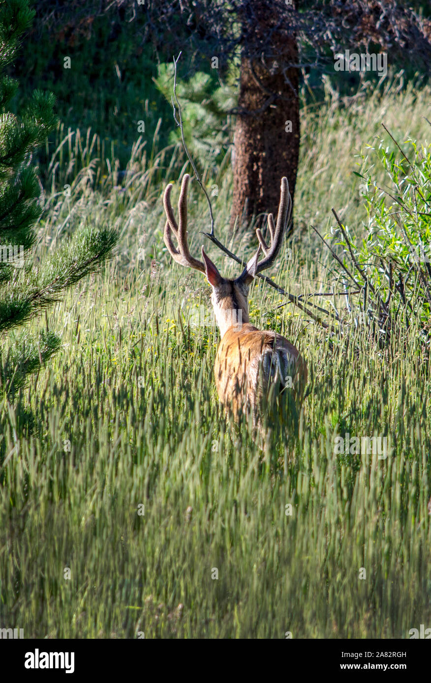 a beautiful Buck deer walks away through tall grasses in Colorado USA ...