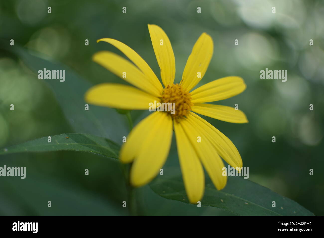 Yellow daisy at Arboretum and botanical gardens in Kansas Stock Photo ...