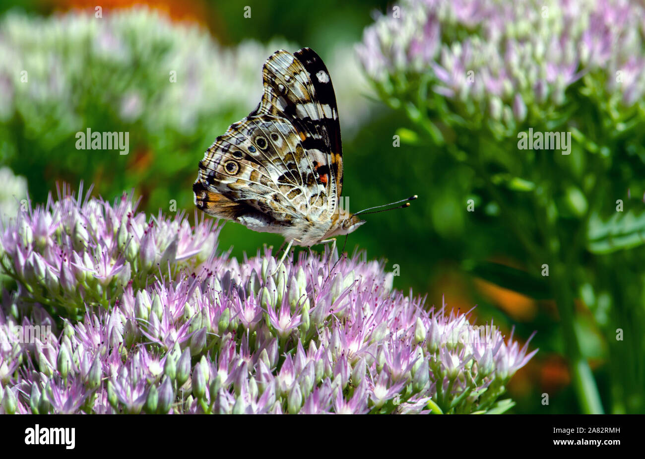 Purple flowers painted lady hi-res stock photography and images - Alamy