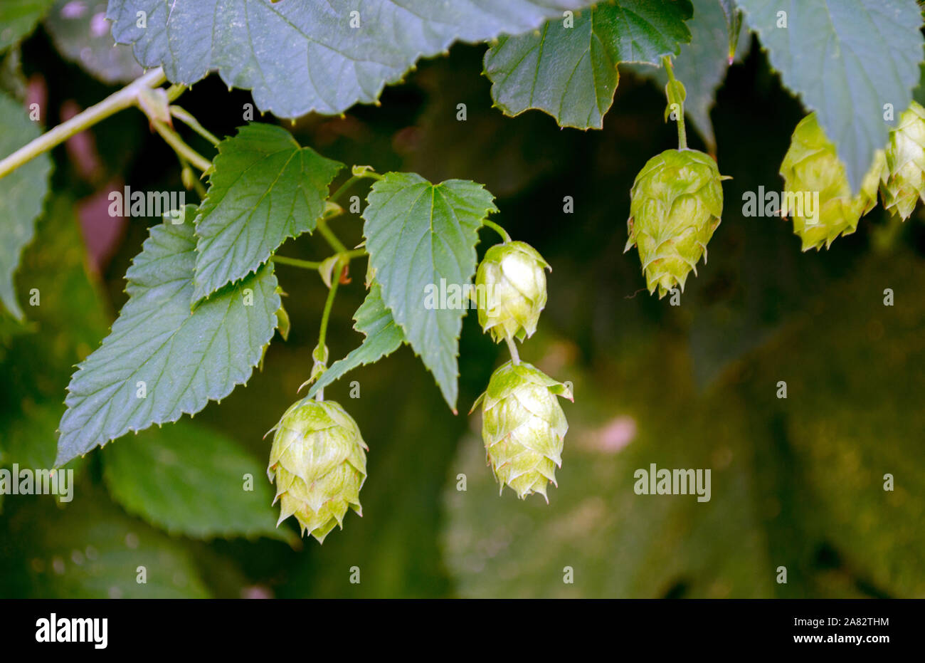 details of hops used for making beer Stock Photo - Alamy