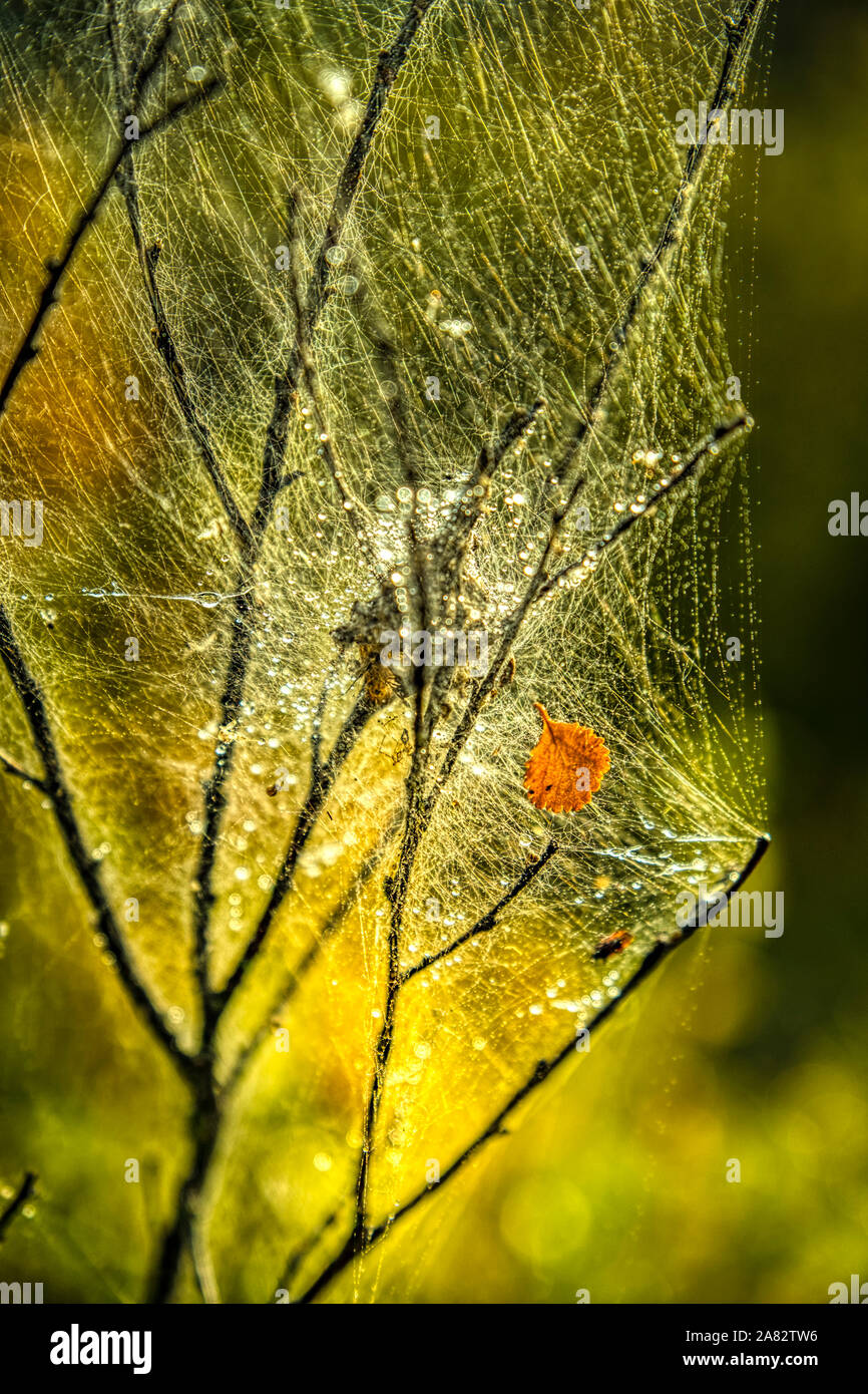 Spiderweb glowing in the sun Stock Photo - Alamy