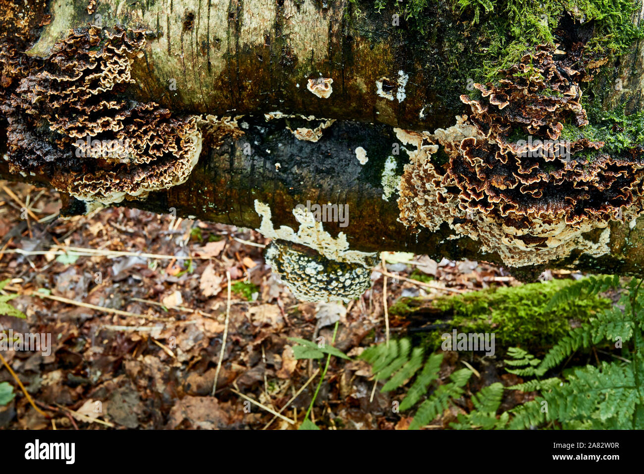 British woodland fungi amongst decaying vegetation, nature landscape ...