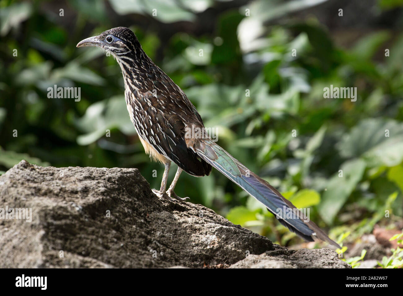 Roadrunner eating hi-res stock photography and images - Alamy