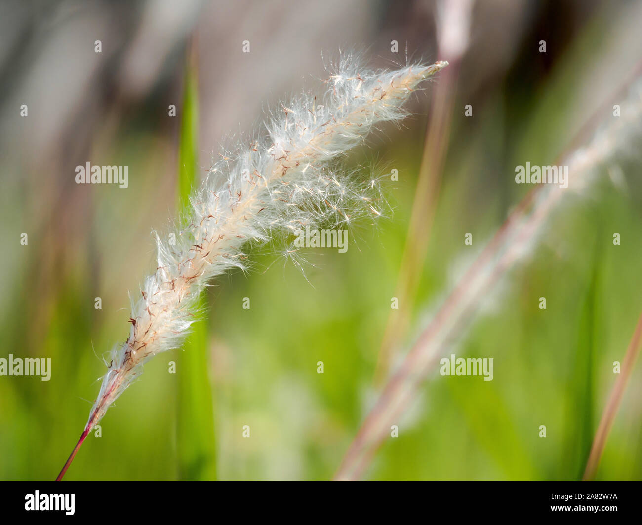 Seeds seasons hi-res stock photography and images - Alamy