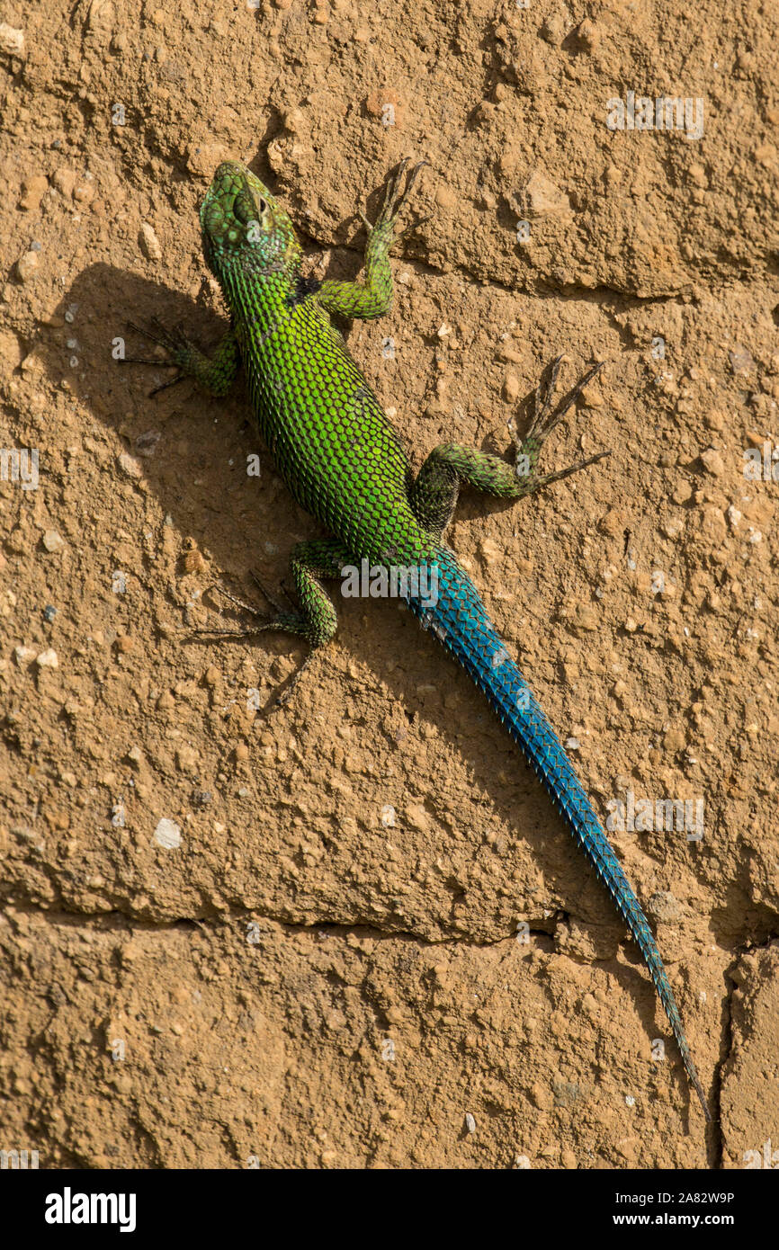 Male Emerald Swift or Green Spiny Lizard, Sceloporus malachiticus ...