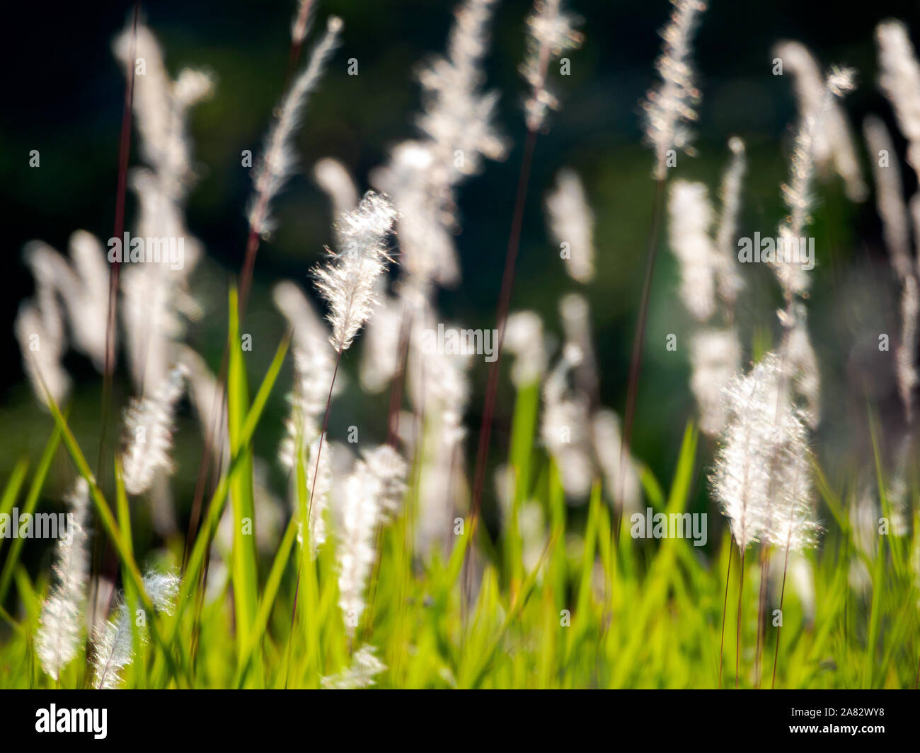 Lalang hi-res stock photography and images - Alamy