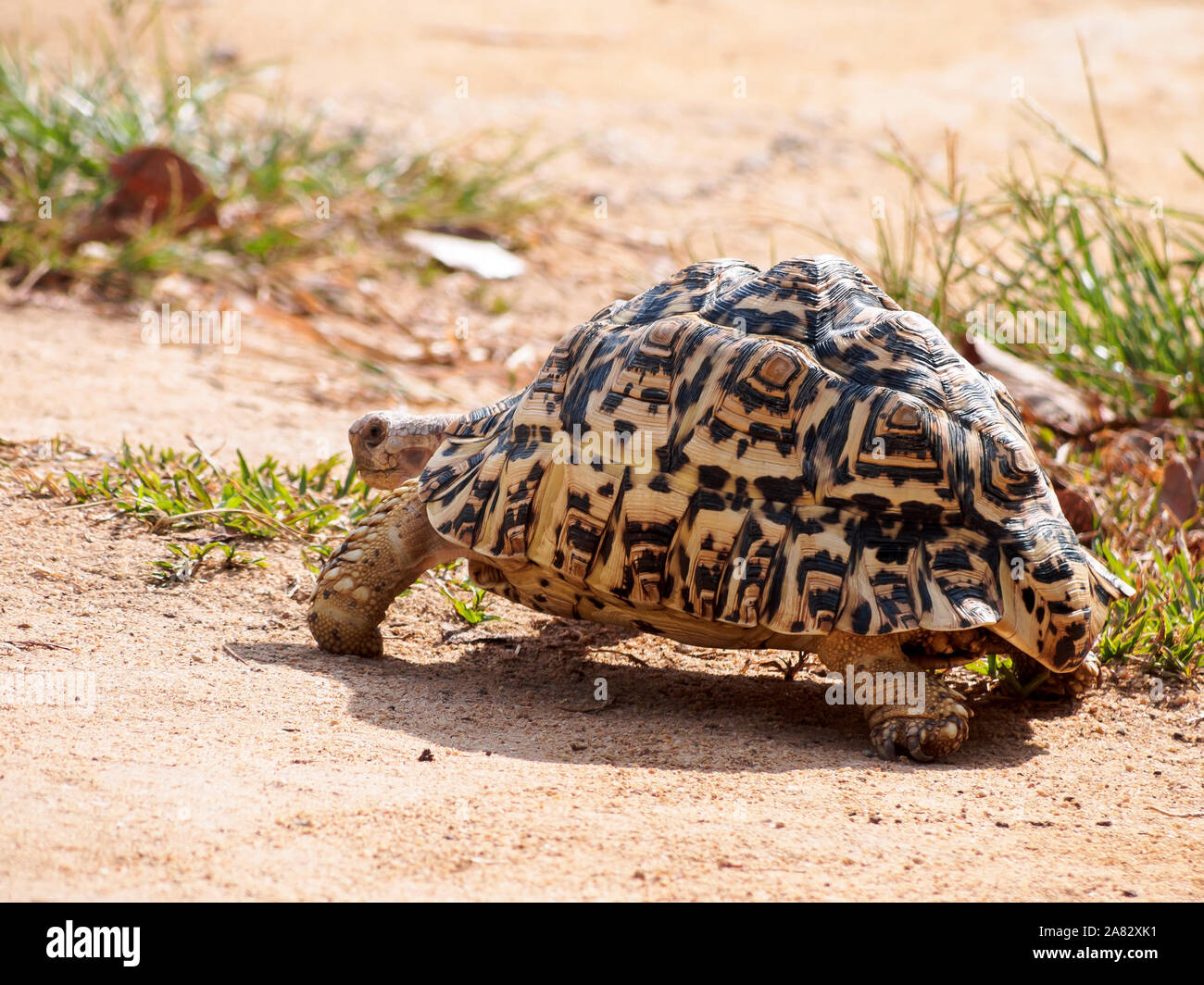 Reptile walking hi-res stock photography and images - Alamy