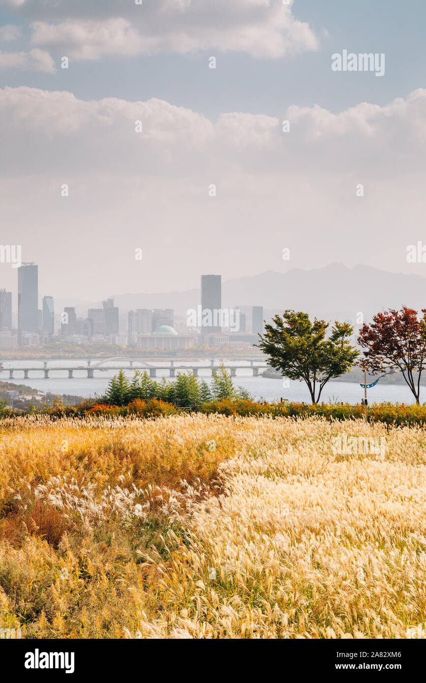Autumn dry reeds field and Yeouido city panorama view at Sky park in ...