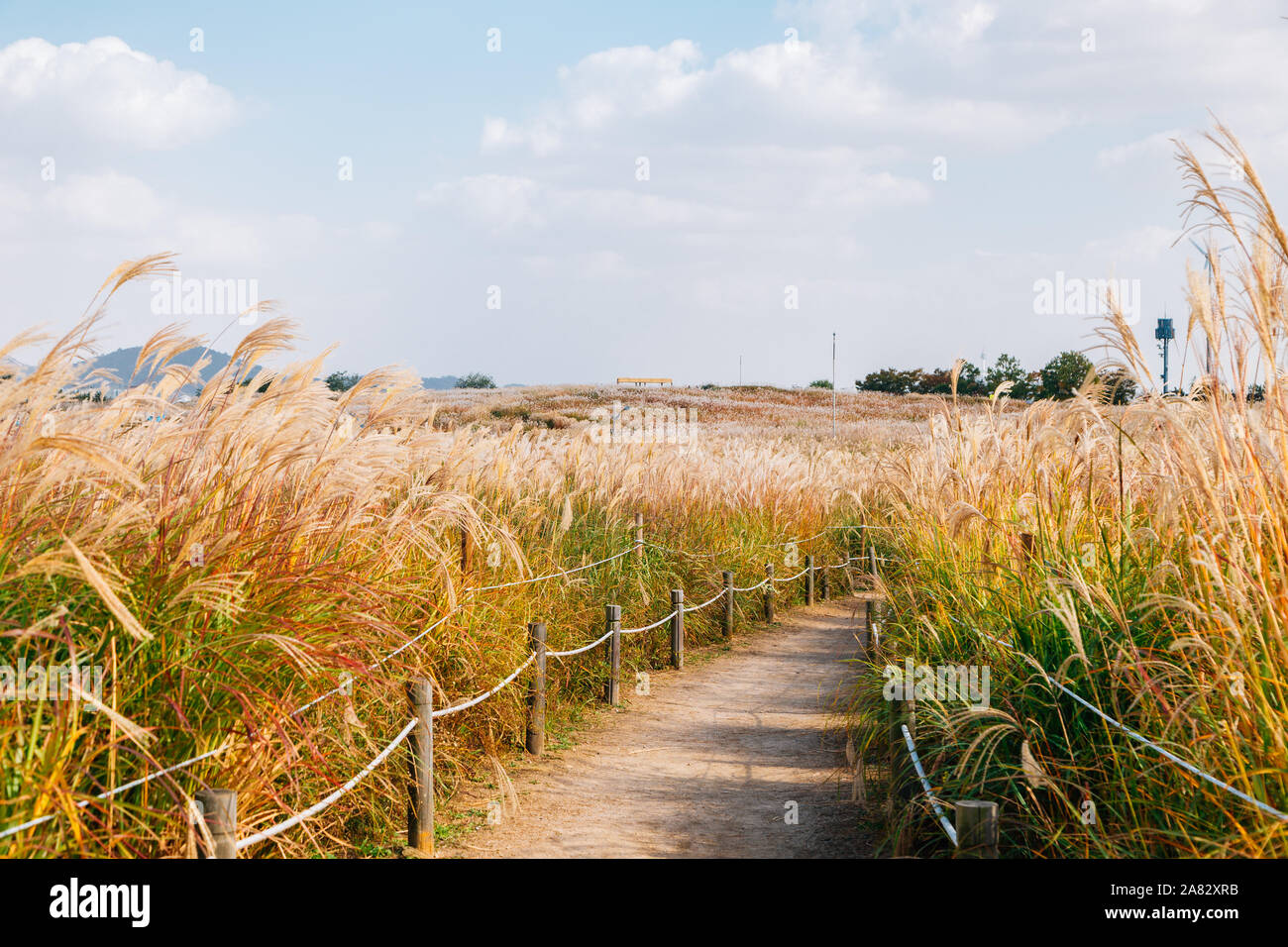 Autumn dry reeds road at Sky park in Seoul, Korea Stock Photo - Alamy