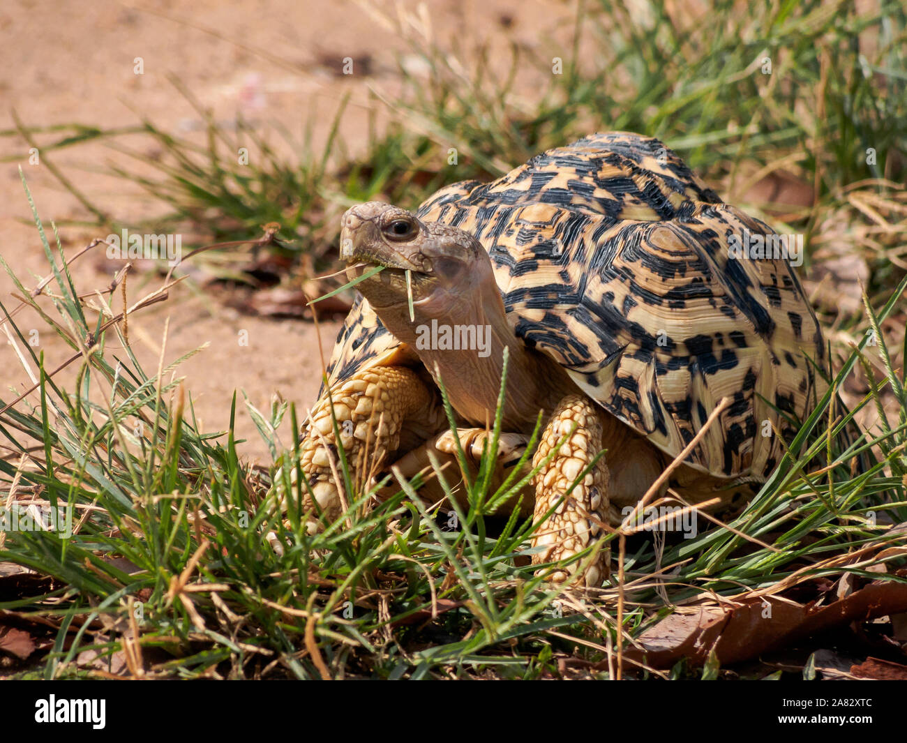 Leopard tortoise eating grass Stock Photo - Alamy