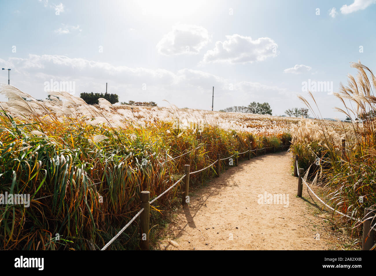 Autumn dry reeds road at Sky park in Seoul, Korea Stock Photo - Alamy