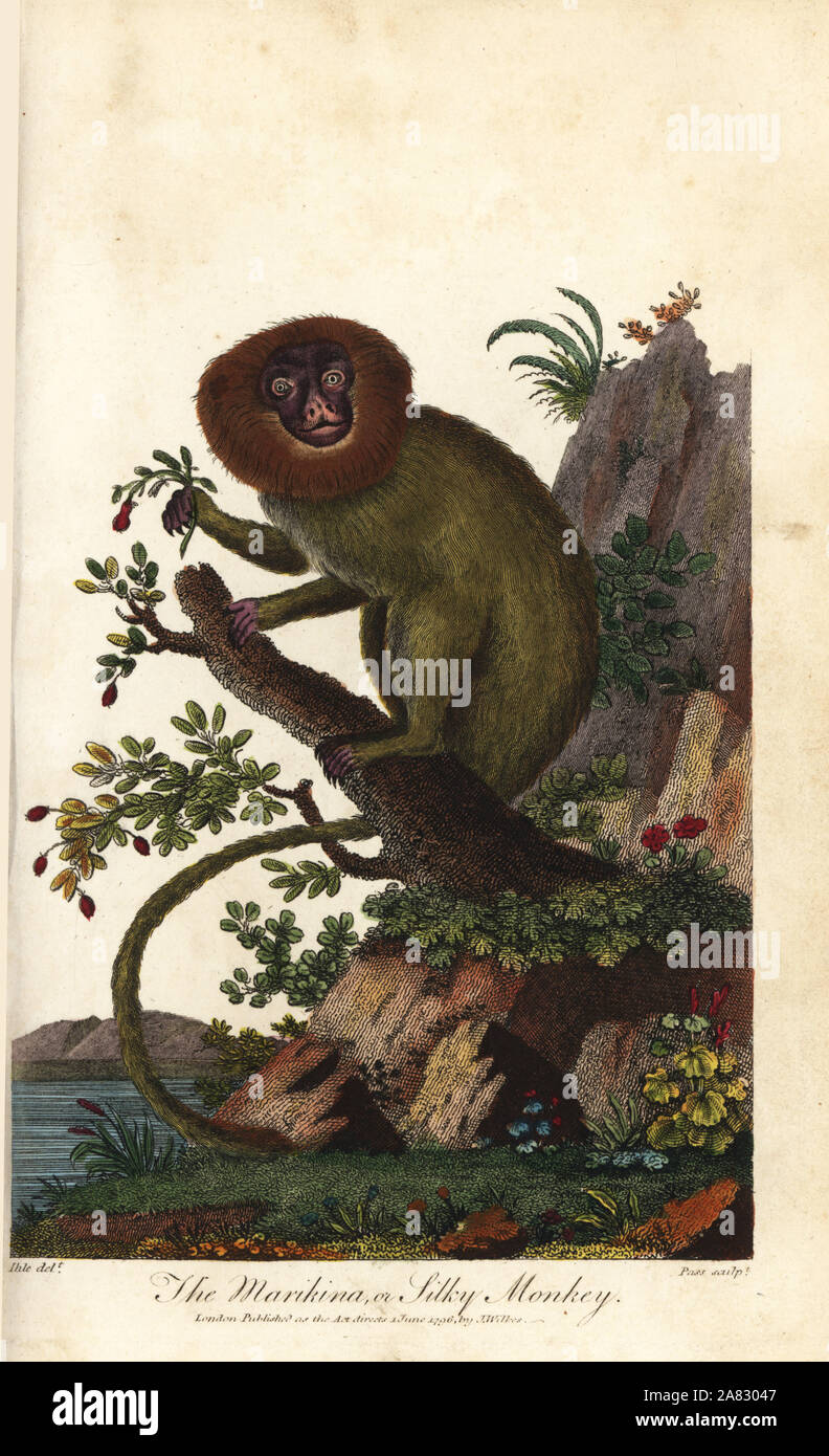 Golden lion tamarin, Leontopithecus rosalia, endangered. Marikina or ...