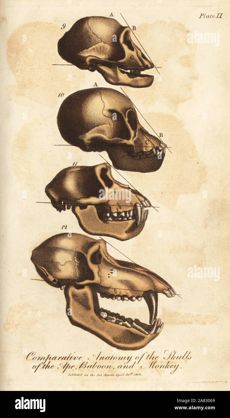 Comparative anatomy of the skulls of the ape, baboon and monkey ...